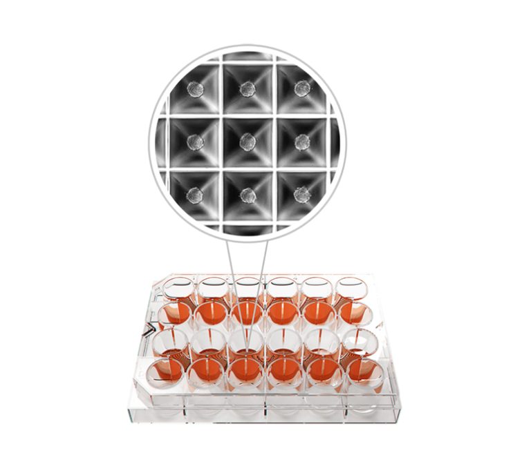 Kugelmeiers Cell Culture Plates – ITS SCIENCE & MEDICAL